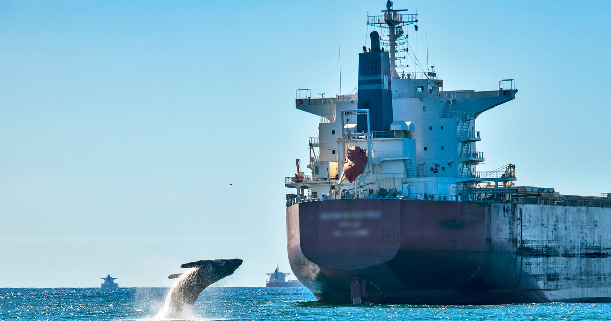 Ships can protect endangered whales