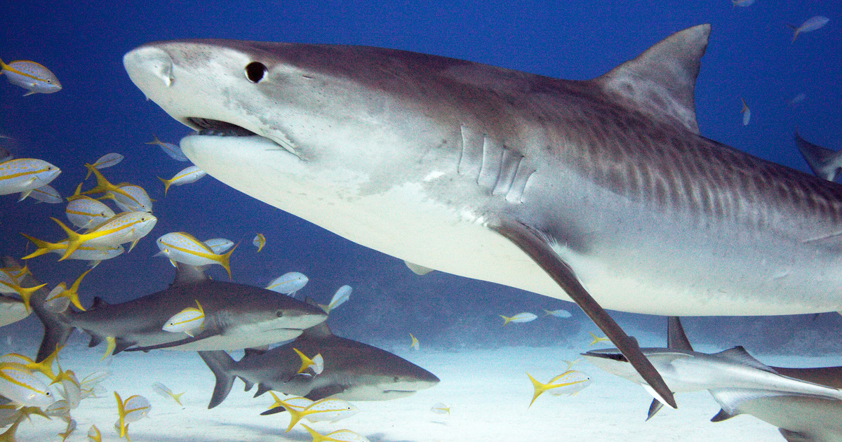 What is bycatch & why is it so harmful? | IFAW