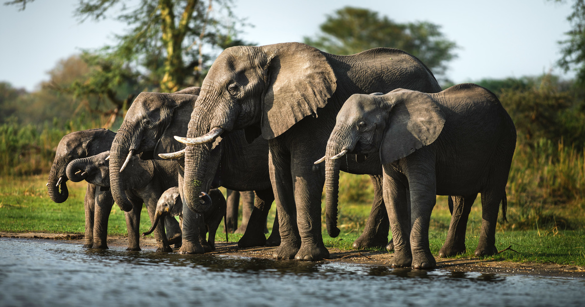 Which animals are warm-blooded? | IFAW