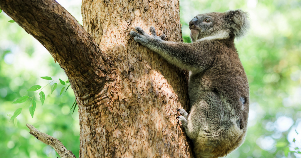 Deforestation and Wildlife: Causes and Effects | IFAW