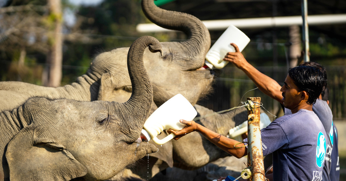 15 jobs that work with wild animals