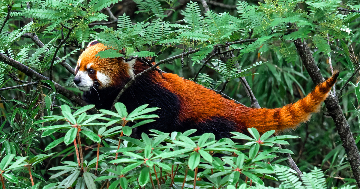 Grootste Panda Ter Wereld Rode Panda | Alle Informatie | Beekse Bergen