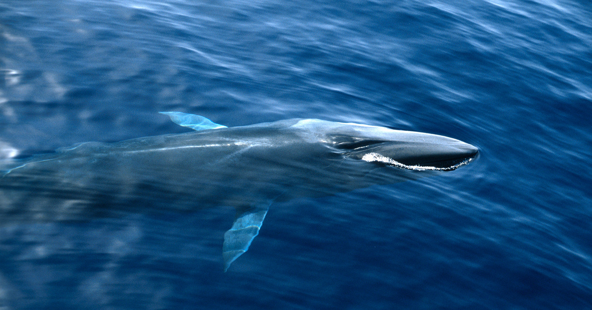 Japon: reprise de la pêche commerciale. Fin des rorquals communs?
