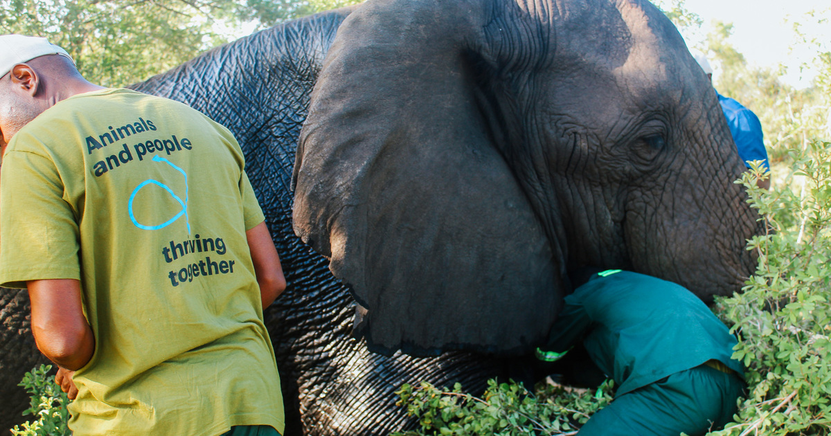 GPS collars protect elephants and people