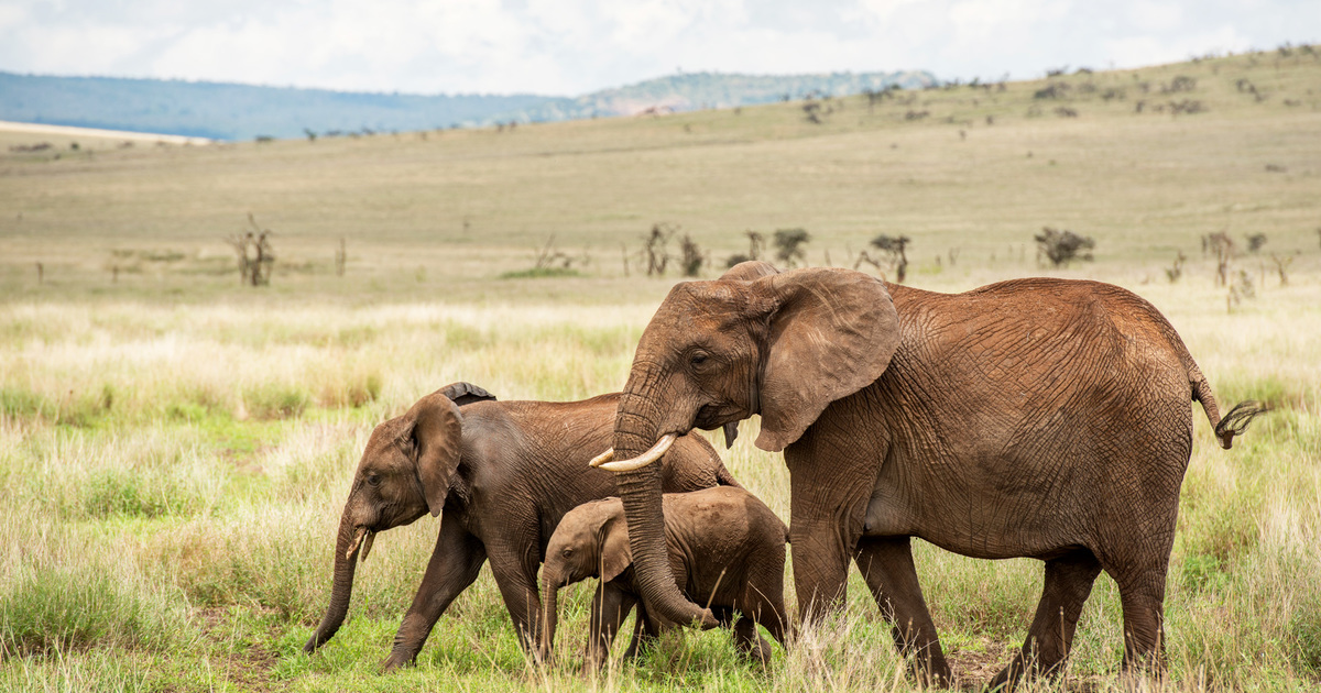 African Elephants vs. Asian Elephants | IFAW