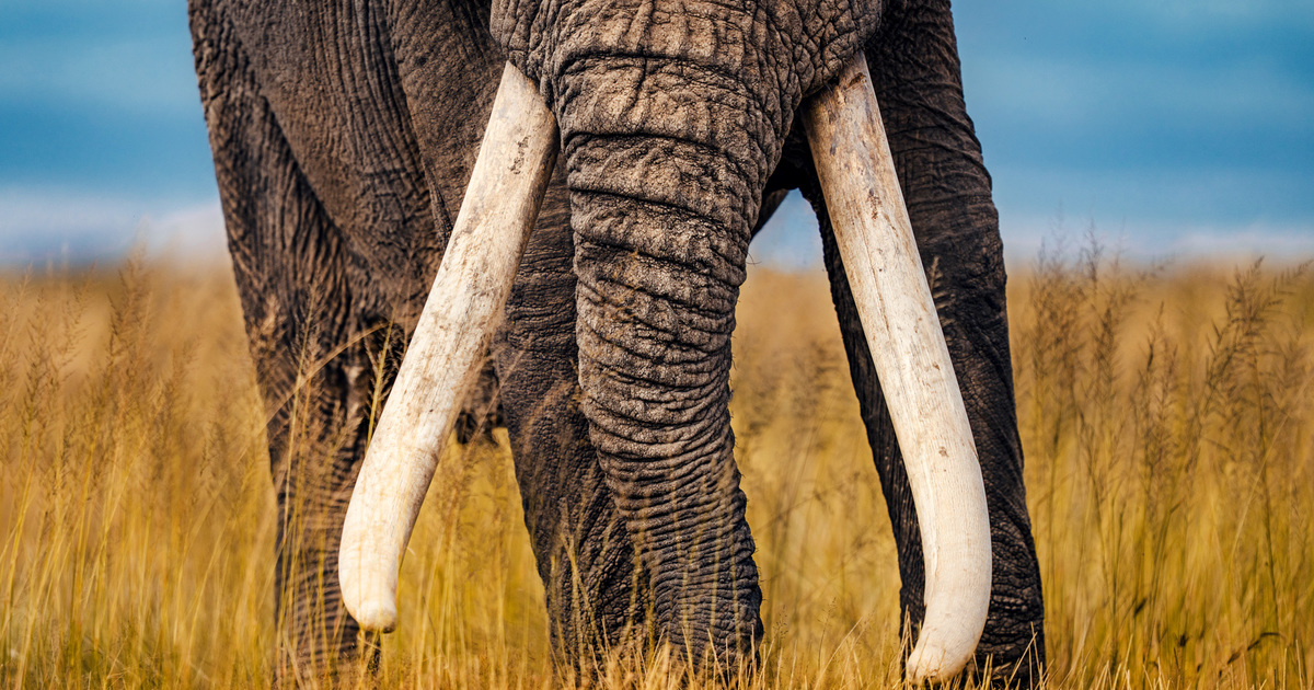 16 Terrific Animals With Tusks | IFAW