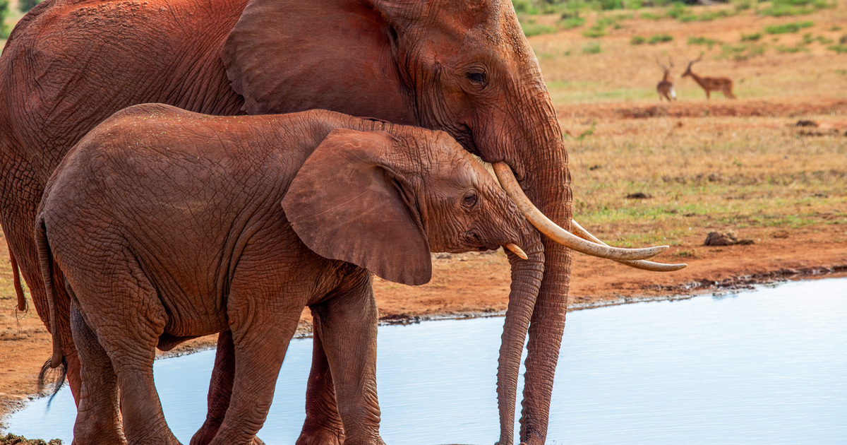 Wildlife conservation in Kenya