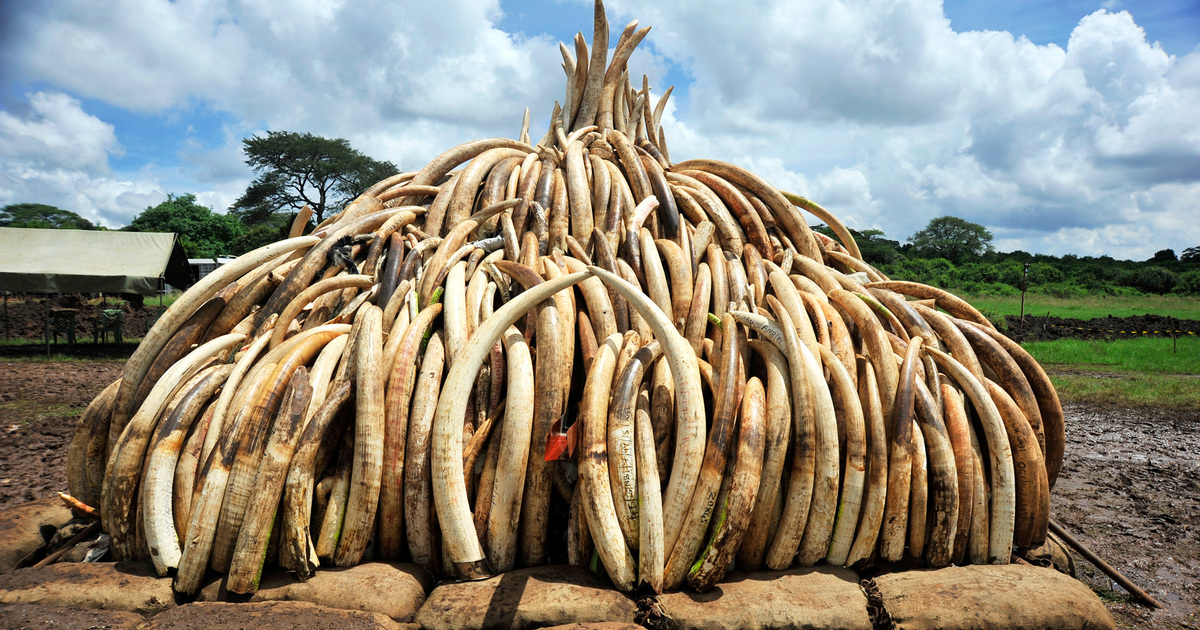 Elephant poaching: Why it’s a big problem | IFAW