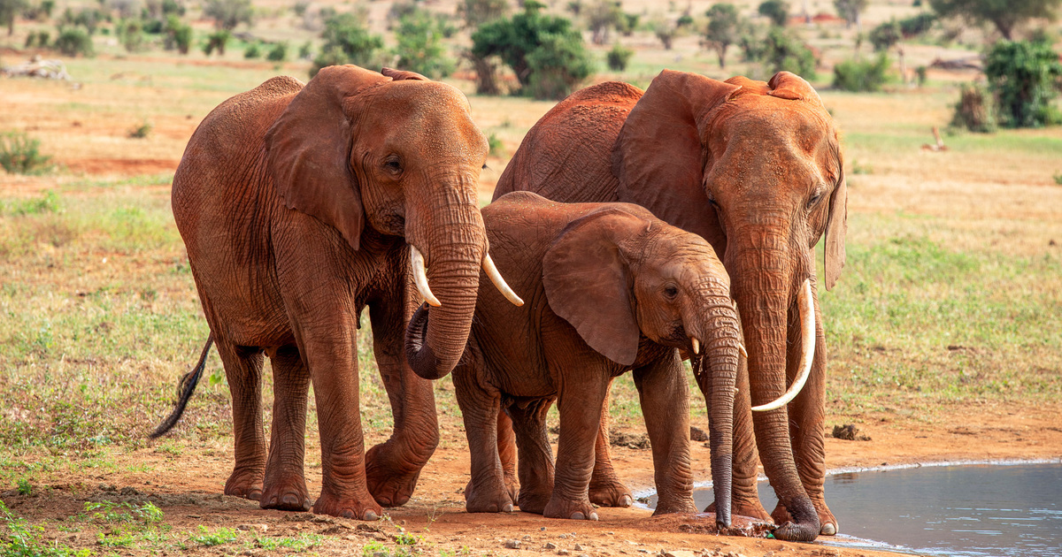 From legendary hunters to elephant keepers