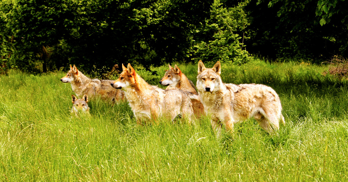 NGOs urge European Commission to maintain wolf protection