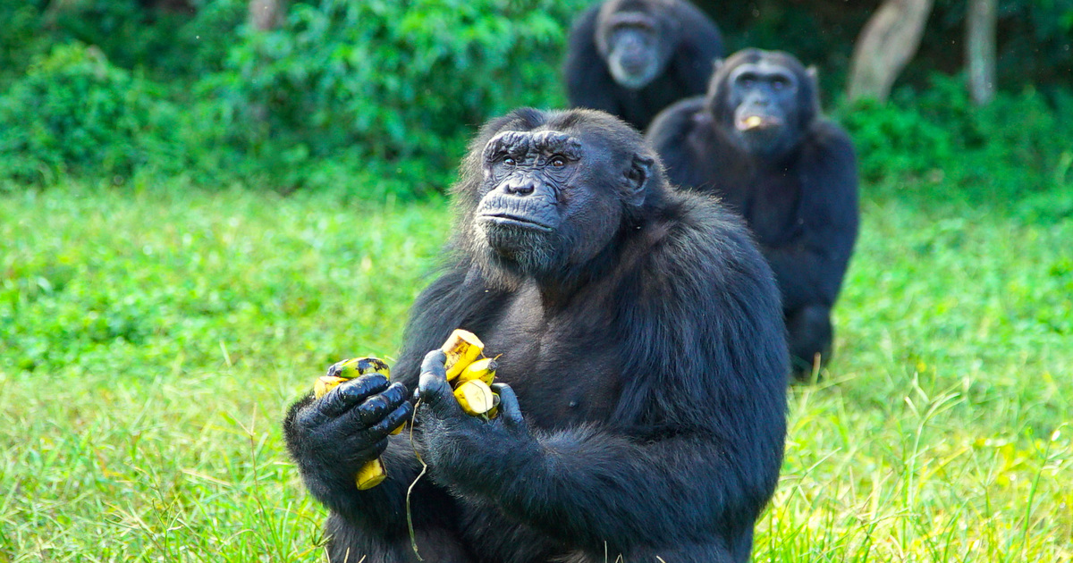 Animals with opposable thumbs