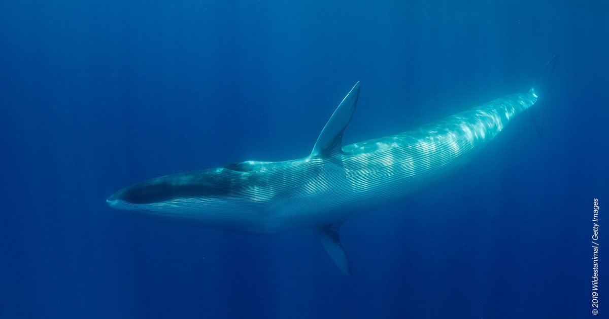 Sanctuaire baleinier rejeté et le Japon réprimandé à la CBI