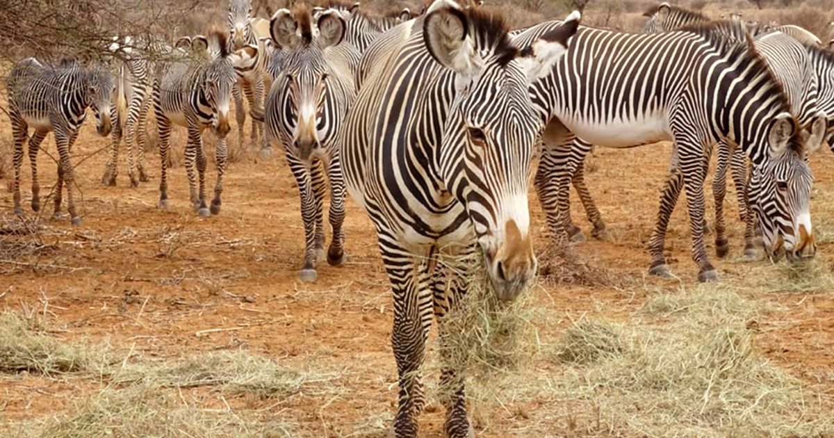 15 Animals With Stripes | IFAW