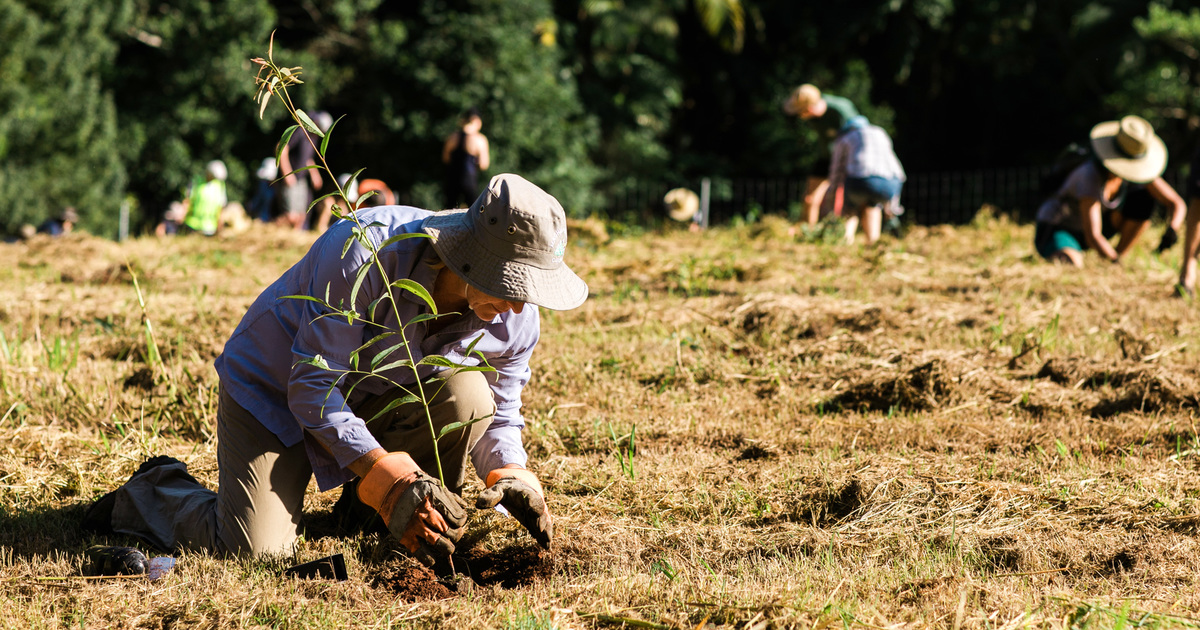 What is natural capital? A guide to natural capital | IFAW
