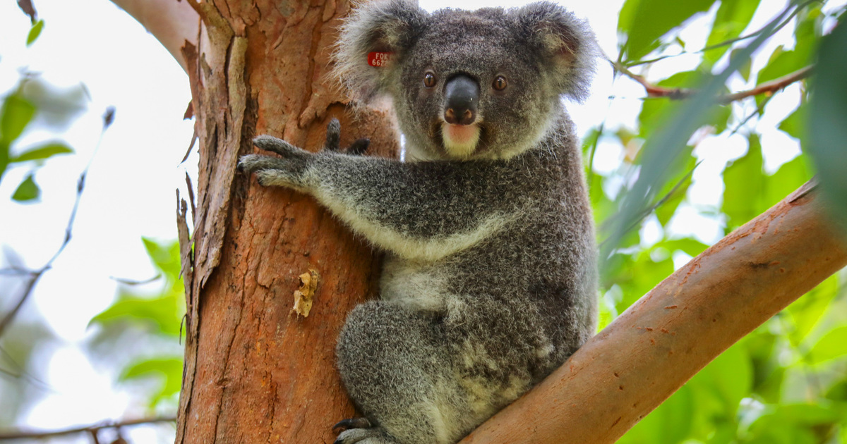 Most Aussies willing to help injured wildlife, but don’t know how