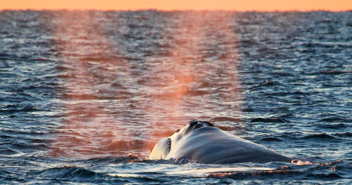 Research expedition reveals greater protection needed for NARW