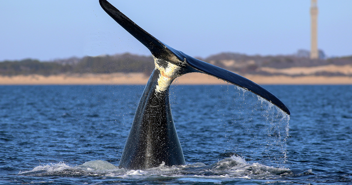 New North Atlantic right whale numbers highlight urgency