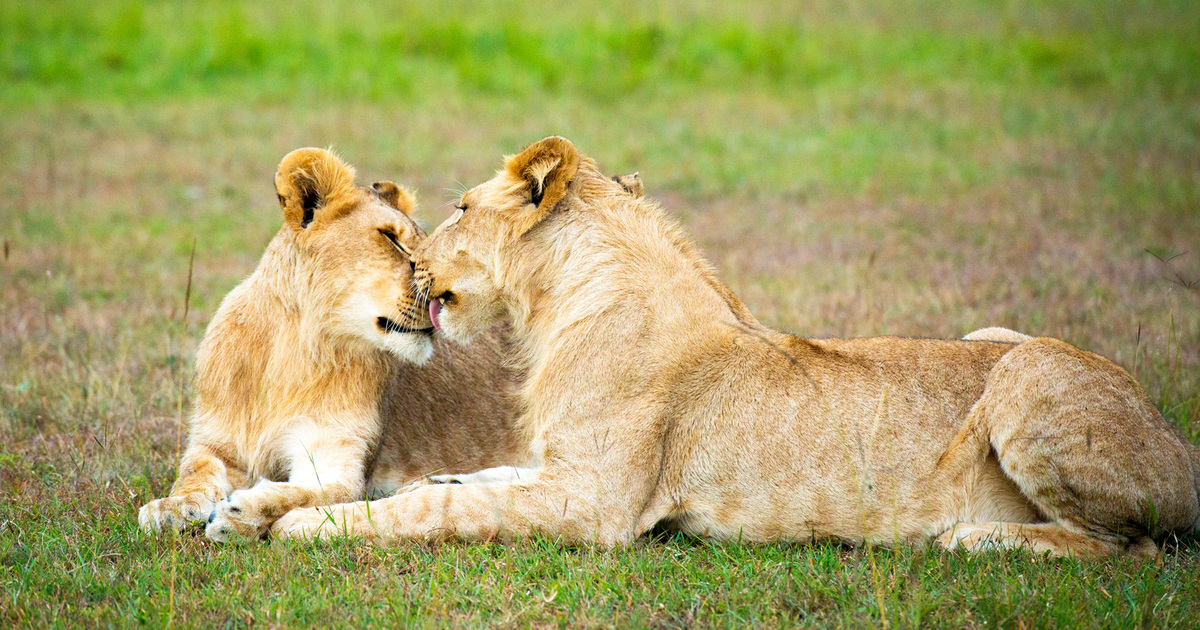 10 fascinating lion facts | IFAW