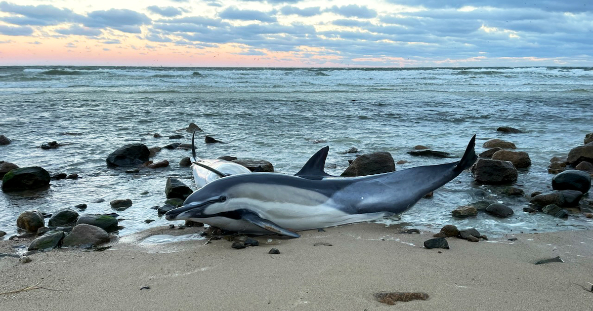 Wave of strandings leads to swift rescue of 10 dolphins