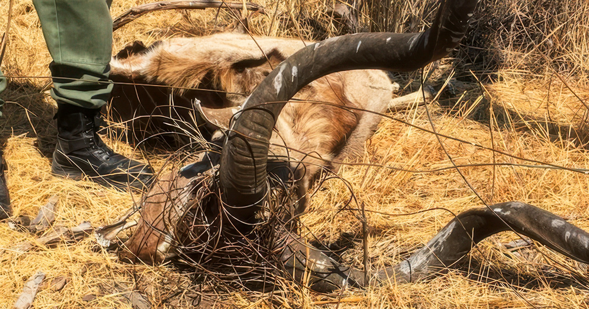 Decades-old telephone wires: a ‘catastrophic’ threat to wildlife
