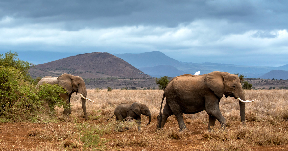 Conservation finance guide | IFAW
