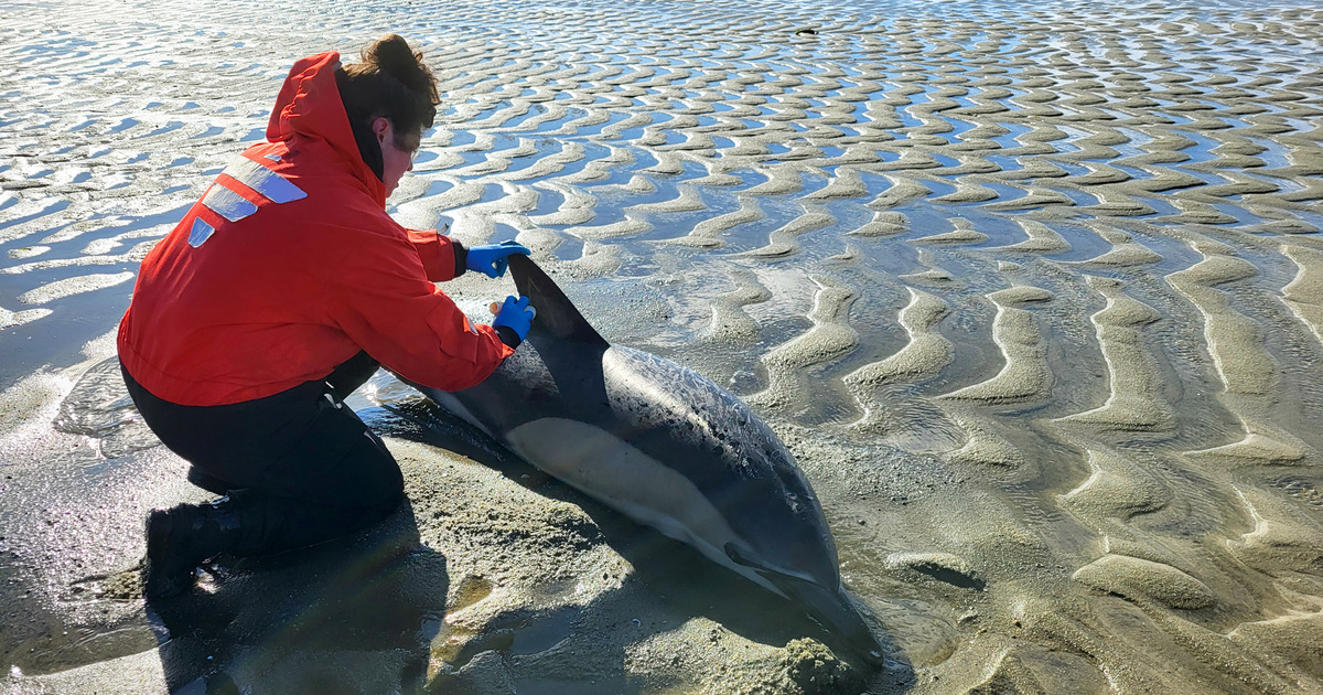 Saving dolphins on Cape Cod & sharing rescue expertise worldwide
