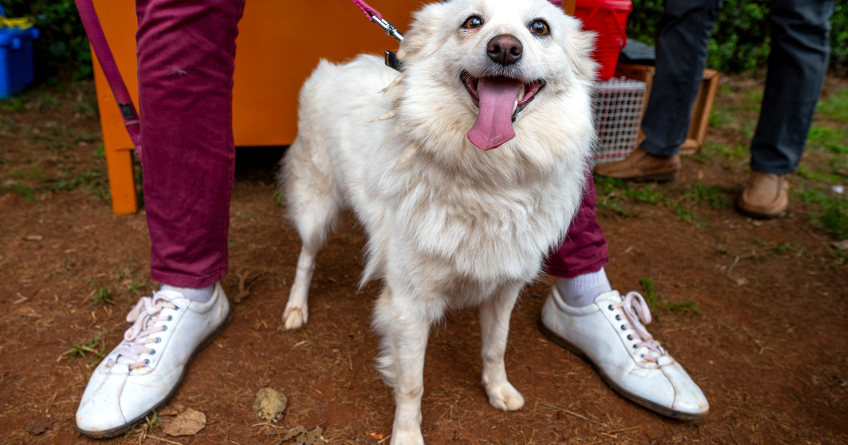 Rabies vaccination campaign in Kenya safeguards people & animals