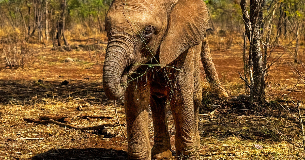 Room to Roam gives Kasungu the elephant calf a second chance