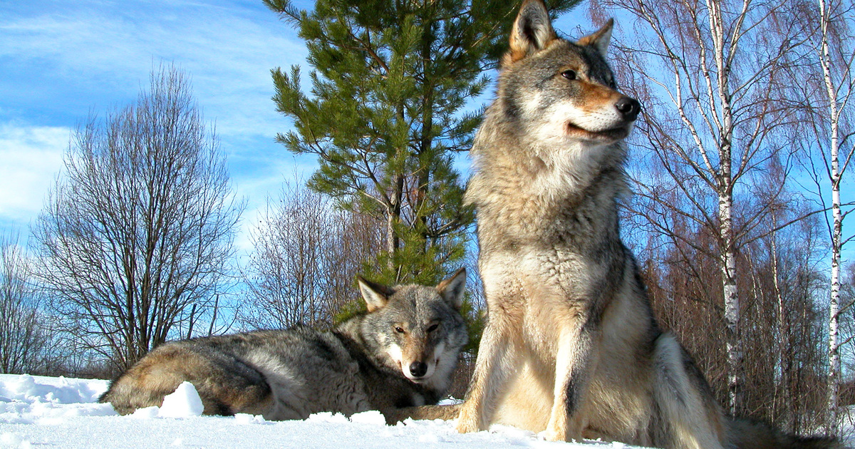 Wolf-Schutz herabgestuft: Kritik von Tierschutzorganisationen