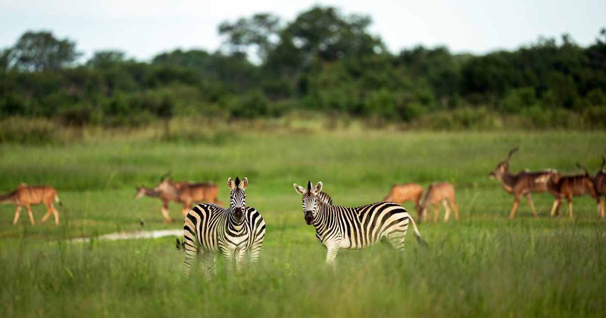 Understanding the Rio Conventions: the role of global agreements