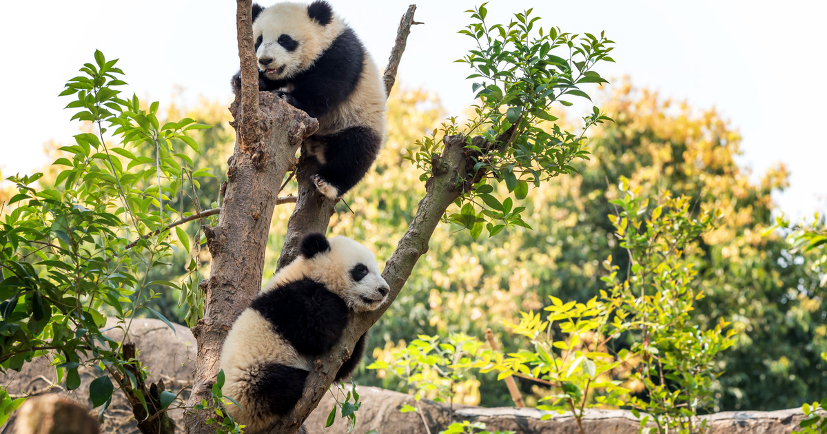 15 reuzenpanda weetjes | IFAW