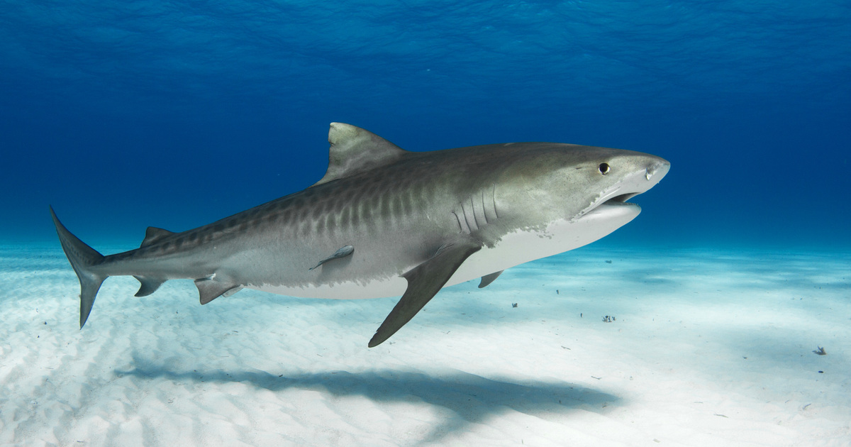 Shark facts and statistics