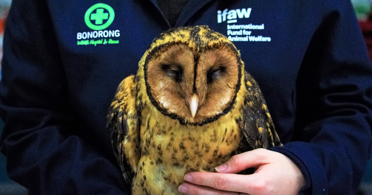 Why does IFAW rescue wildlife?