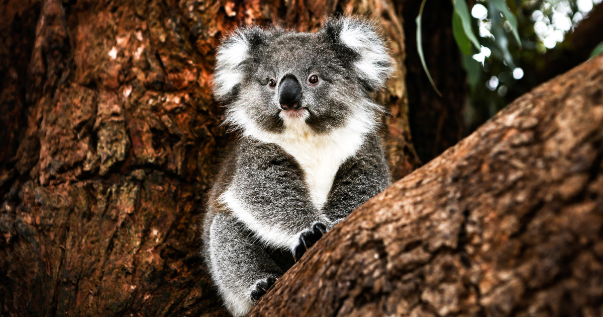 Koala : chaque individu compte