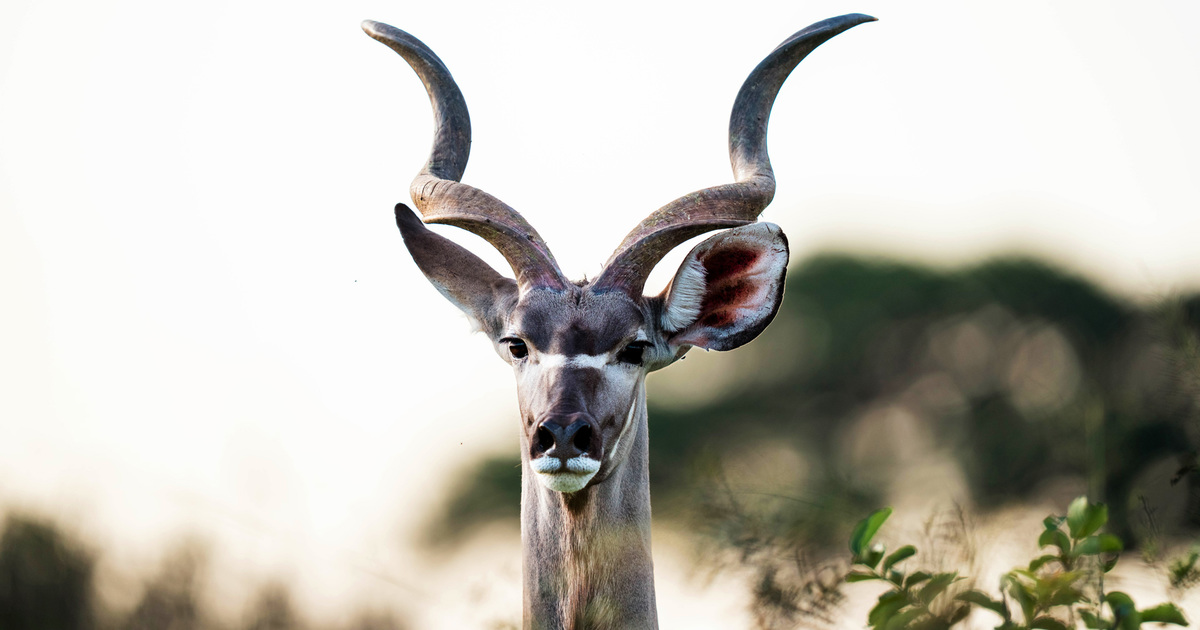 Amazing animals with horns: facts and pictures | IFAW