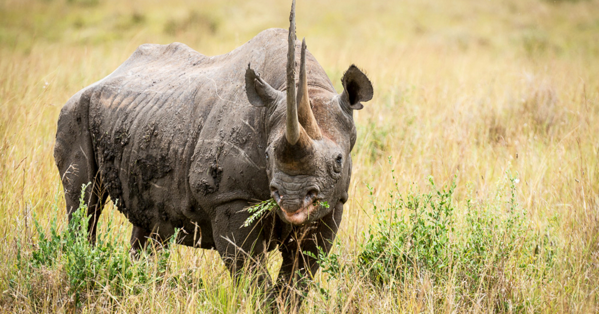 Rhino poaching: Why it’s a big problem | IFAW