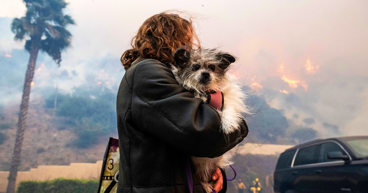 Emergency support for people and animals impacted by LA wildfires