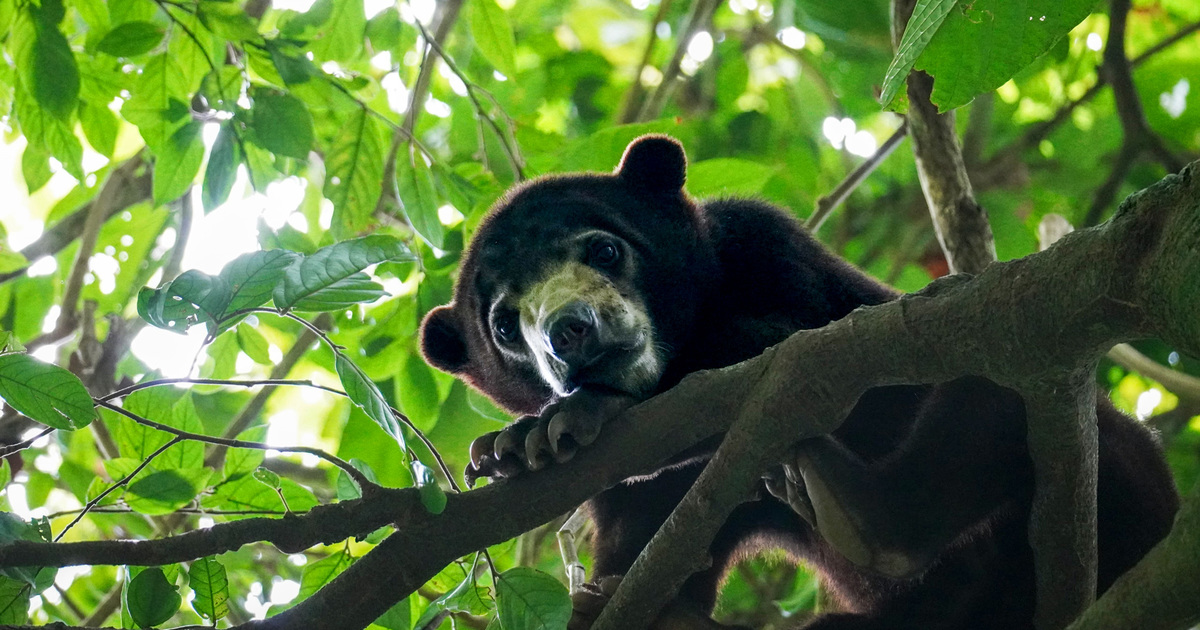 Two sun bears receive second chance to live in the wild