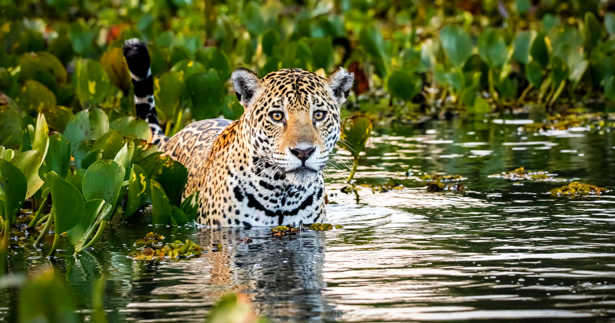 What the US government funding pause means for wildlife