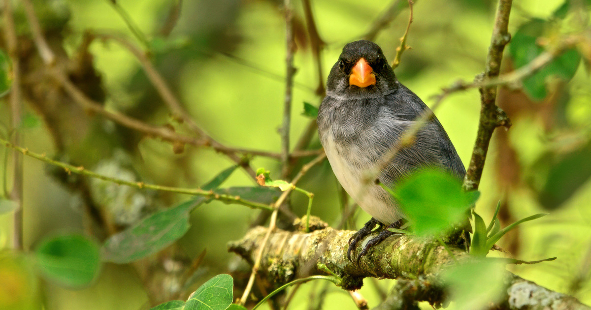Loopholes in EU rules fuel trade of Latin America’s wildlife