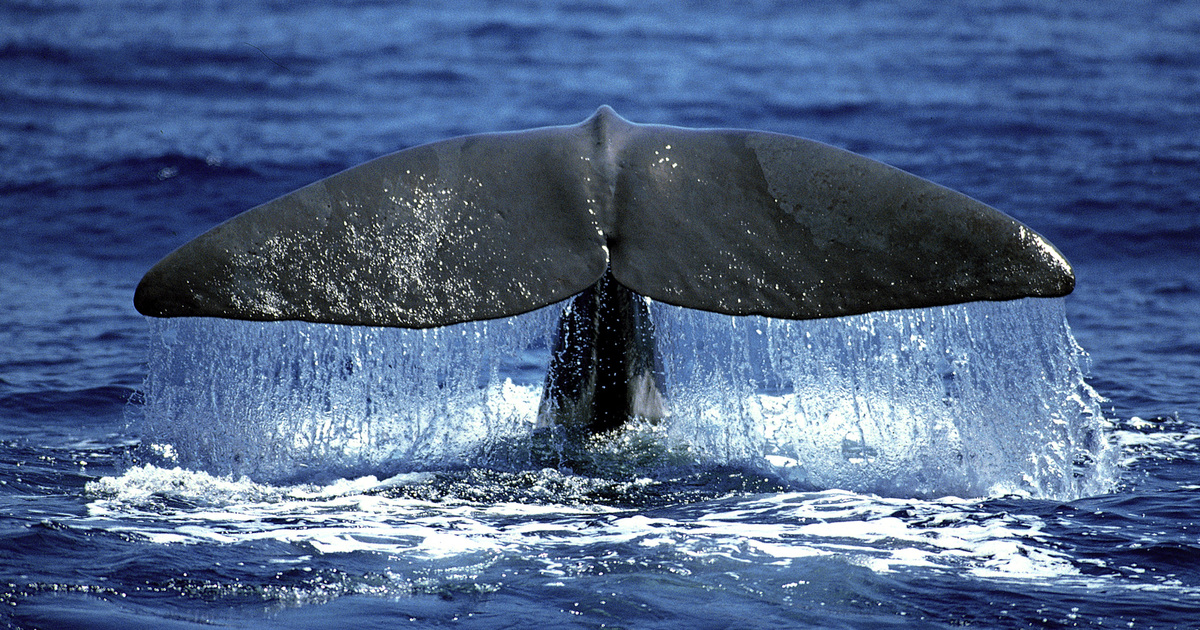 A strong European Oceans Pact: IFAW’s call for action