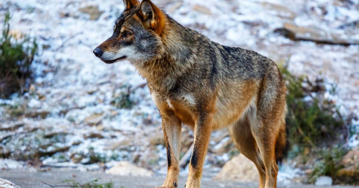 How protecting one species can safeguard an entire ecosystem