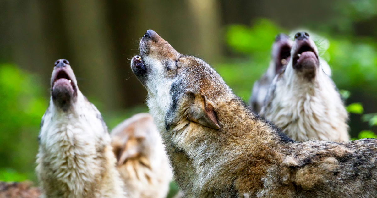 On the EU Commission proposal to change wolf's protection level