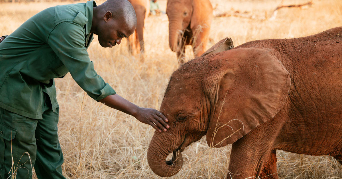 How To Get A Job In Wildlife Rescue | IFAW