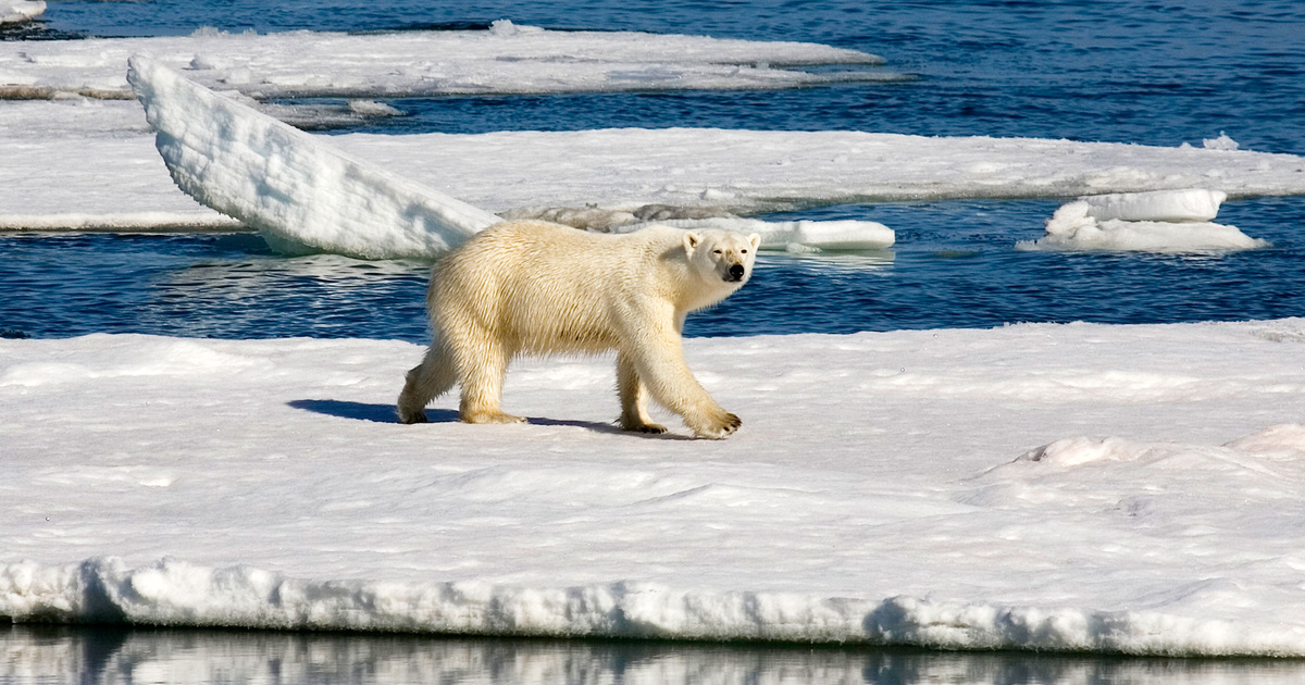 Arctic Animals: Wildlife Adaptations & Survival | IFAW