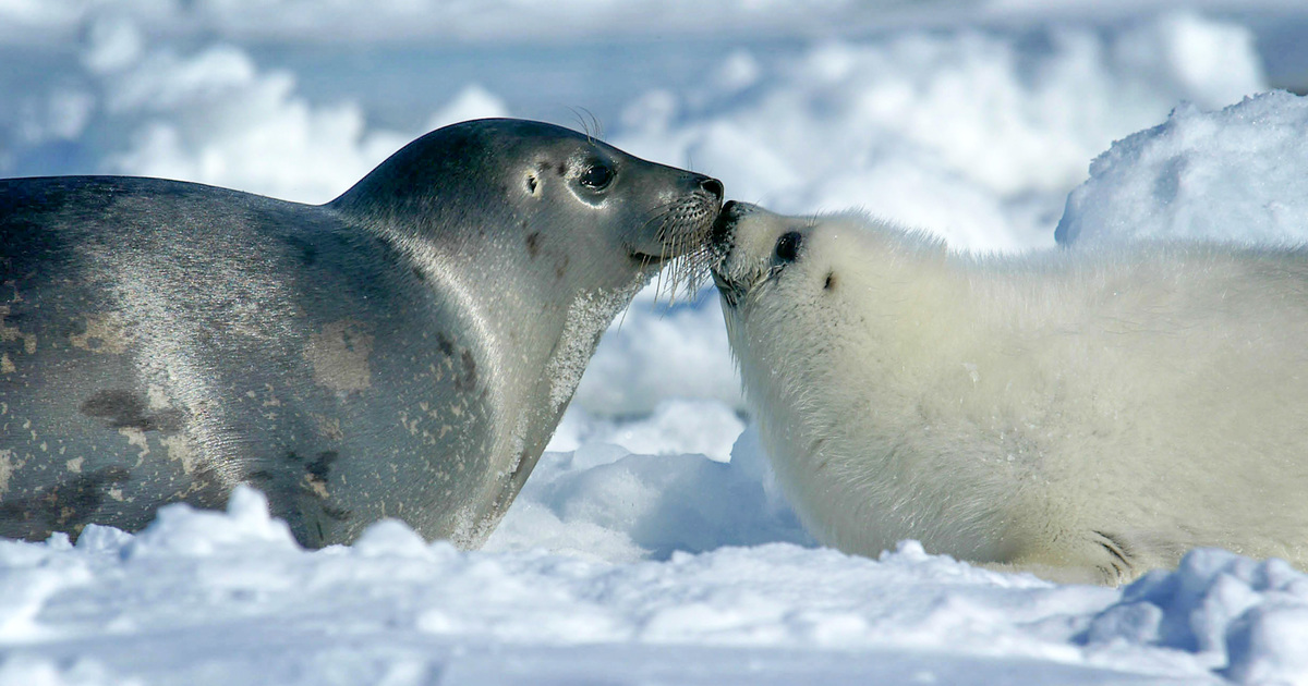 Facts and FAQ about seals | IFAW