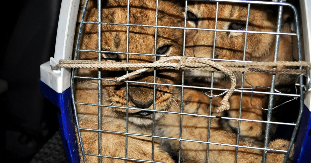 Wildlife cybercrime now under special surveillance in the EU