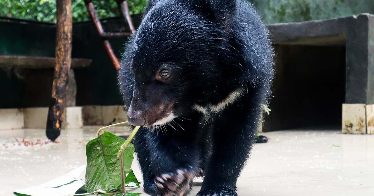 Rescued cubs learn bear necessities from human foster carers