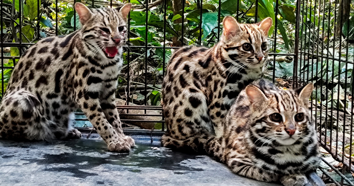 Rescued leopard cat kittens return to the wild