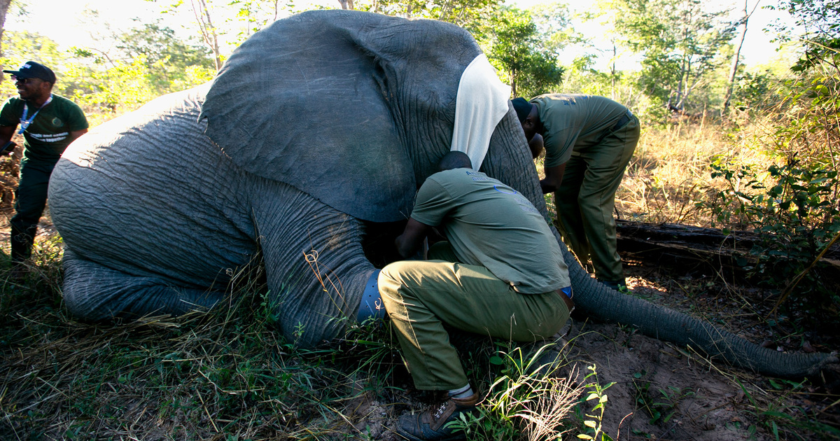 Zimbabwe—tracking elephants with technology